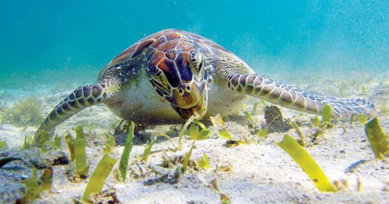 Web Portal of the Government of Saint Lucia