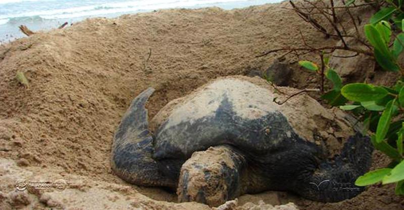 Web Portal of the Government of Saint Lucia